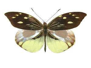 Thorne's Insects Shoppe - Viewing Lieinix (Dismorphia) nemesis