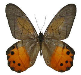 Thorne's Insects Shoppe - Viewing Pierella hyceta